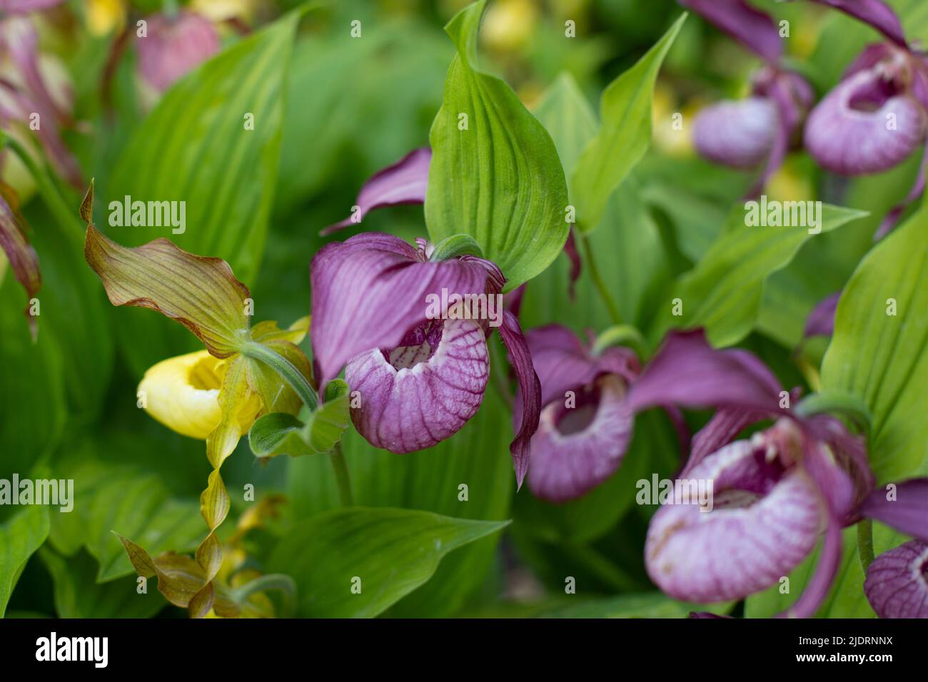 Cypripedium grandiflora blossom close-up. Cypripedium orchid blooming ...
