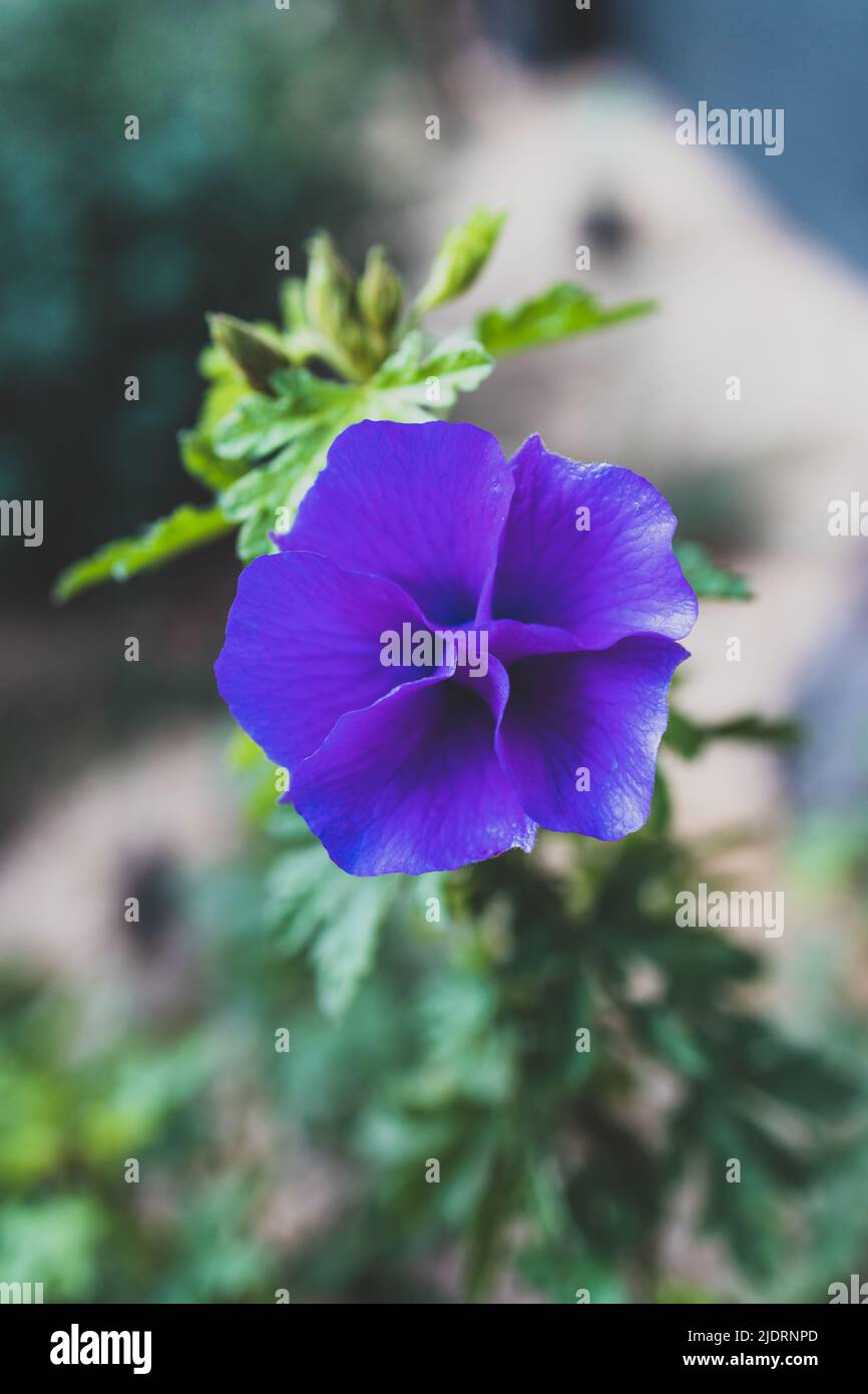 purple hibiscus plant with flower about to bloom creating a beautiful ...
