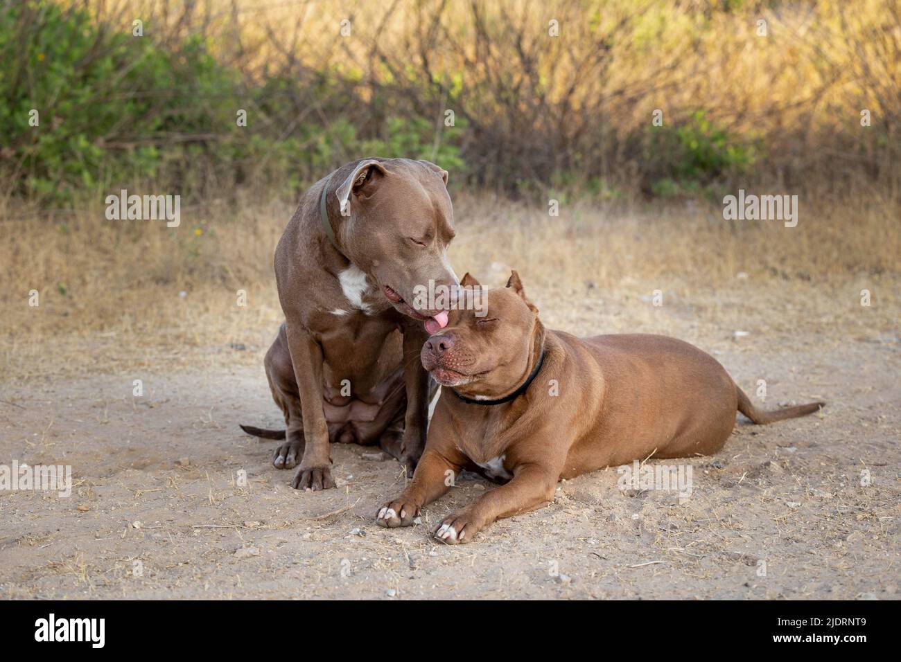 Two pit bulls hi-res stock photography and images - Alamy