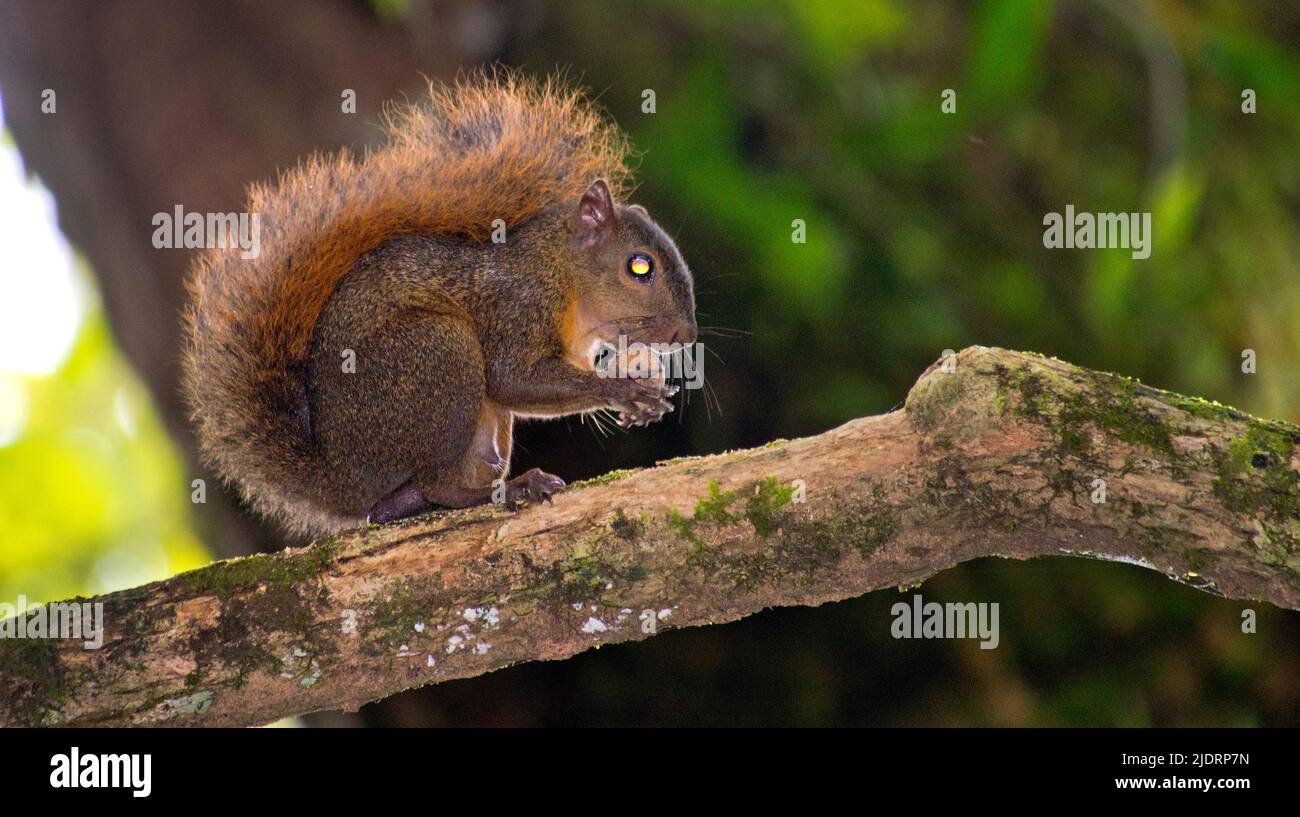 Variegated Squirrel, Sciurus variegatoides, Tropical Rainforest ...