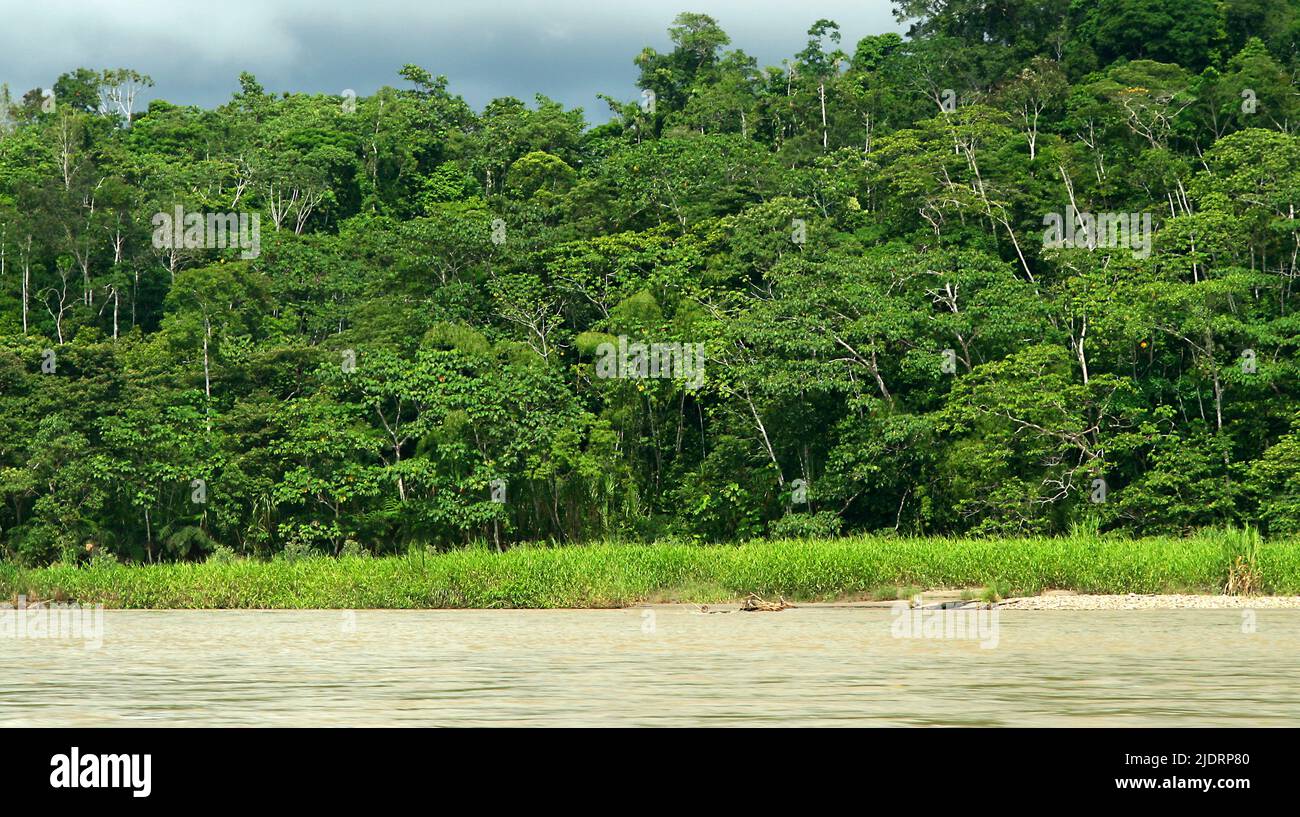 Tropical Rainforest, Napo River Basin, Amazonia, Ecuador, South America ...
