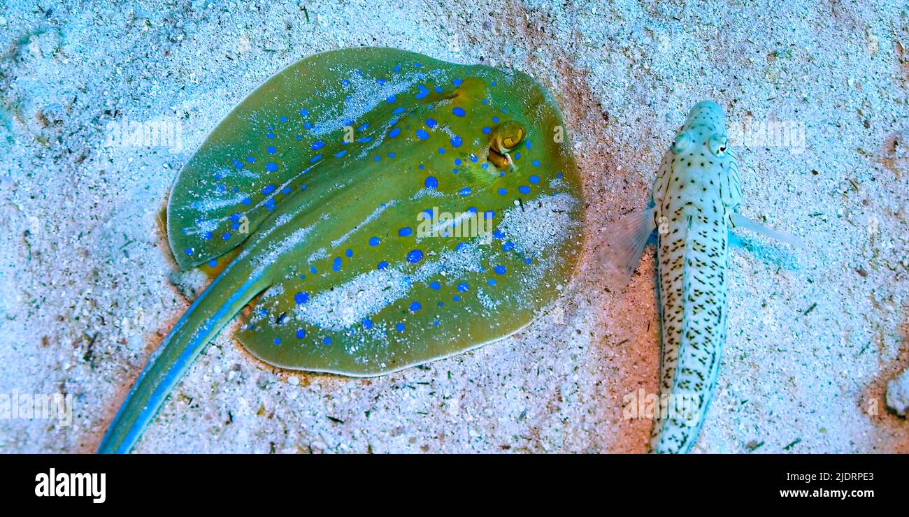 Blue Spotted Ribbontail Ray, Taeniura lymma, Coral Reef, Red Sea, Egypt ...