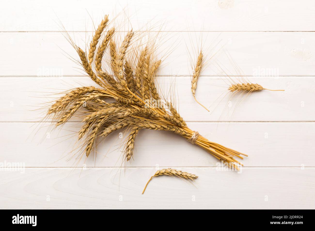 Sheaf of wheat ears close up and seeds on colored background. Natural cereal plant, harvest time ...