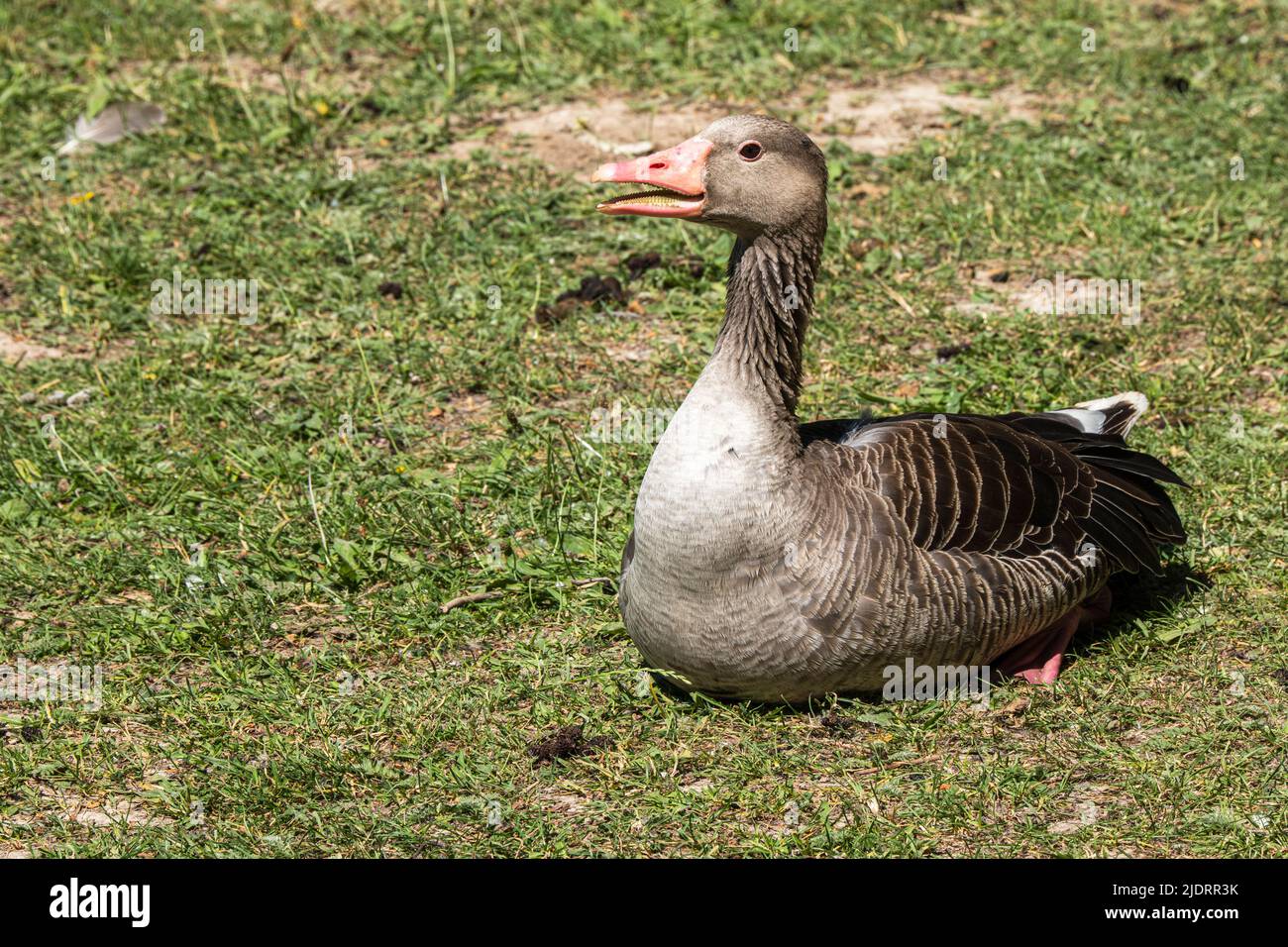 Close-up of a grey goose lying on a meadow with an open beak Stock ...