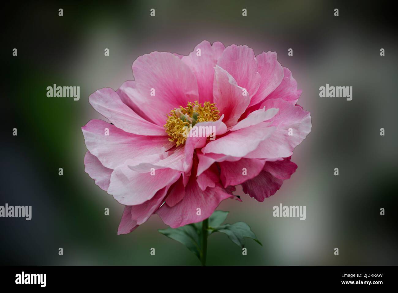 Pink rosen hi-res stock photography and images - Alamy