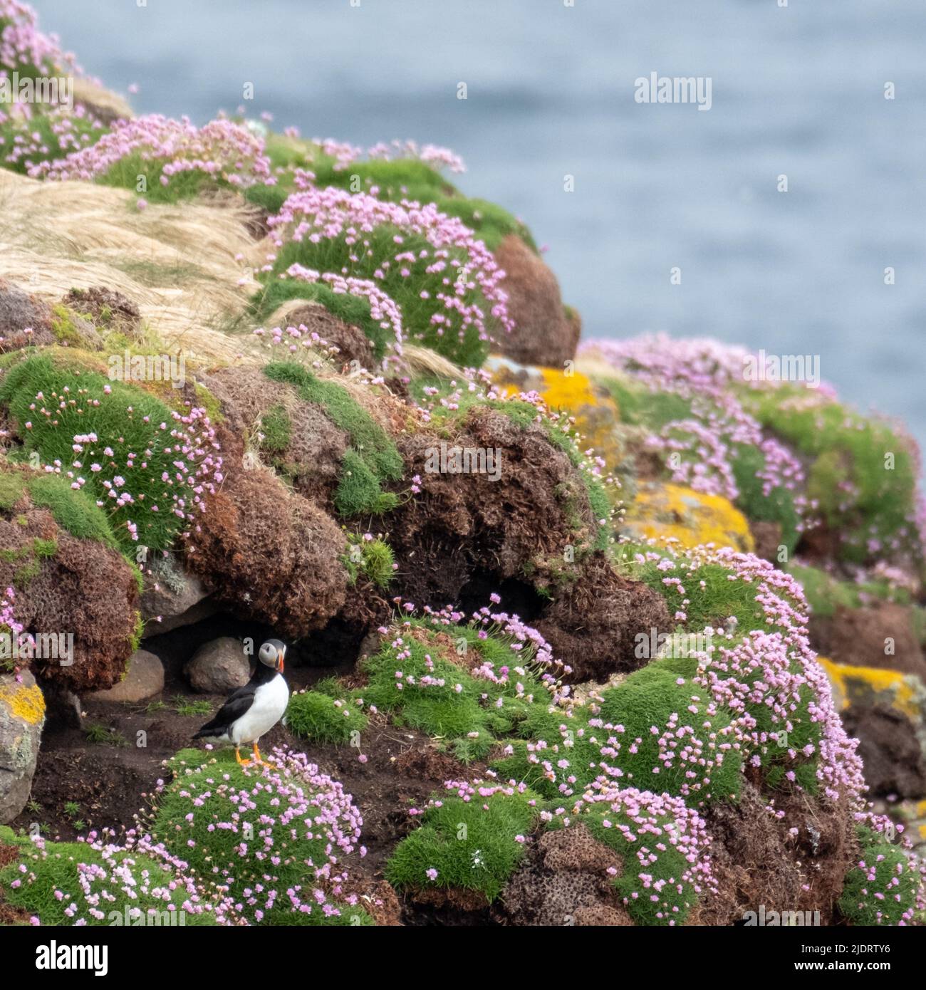 Puffin on the cliff face at Handa Island near Scourie in Sutherland on ...