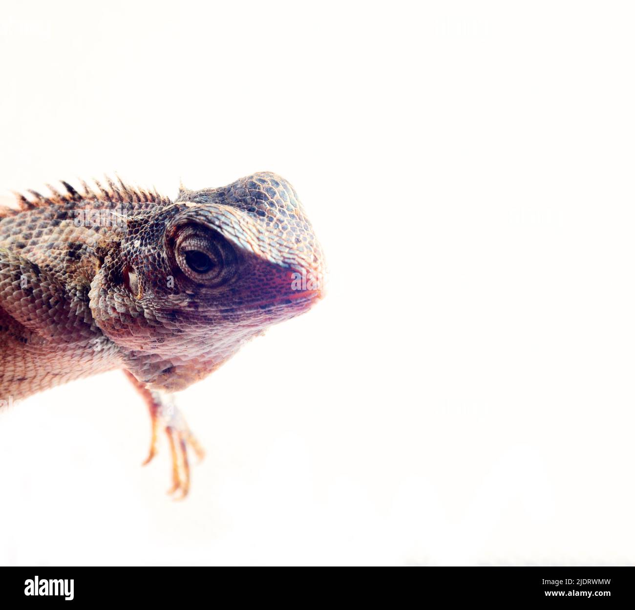 Calot from Sri-Lanka, portrait isolated on white background Stock Photo ...
