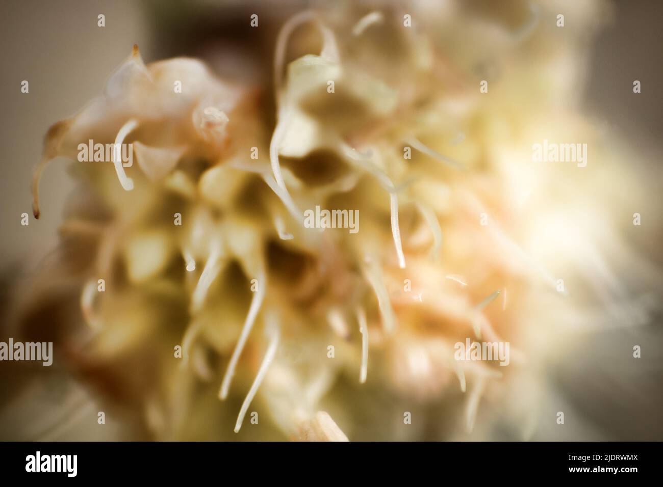 "Pedipalps" and feeler of "carnivorous" shaggy water plant. Ultramacro ...