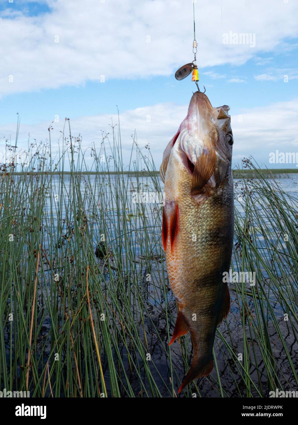 Trophy fishing. This European Perch (rivers perch) weighing 1.2 ...