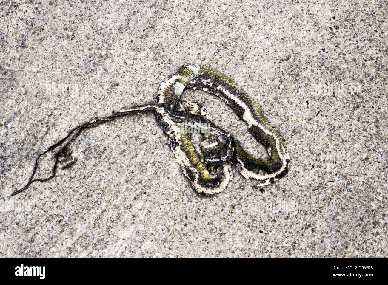 The snake was crushed on the road by a car. Who do you think will be ...