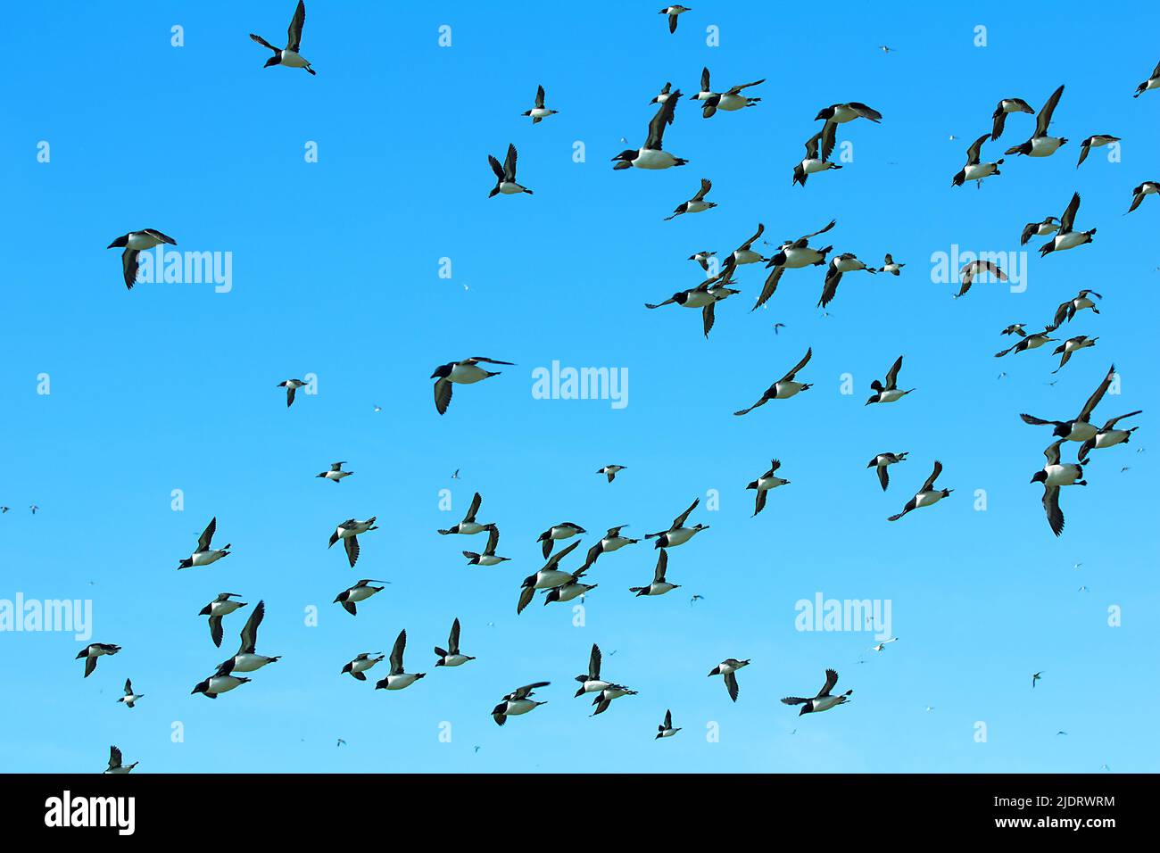 Birds flew home. All sky is covered with birds. Flying Arctic Thick ...