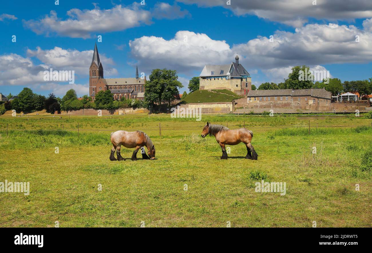Beautiful typical dutch rural landscape, pasture with 2 grazing brown ...