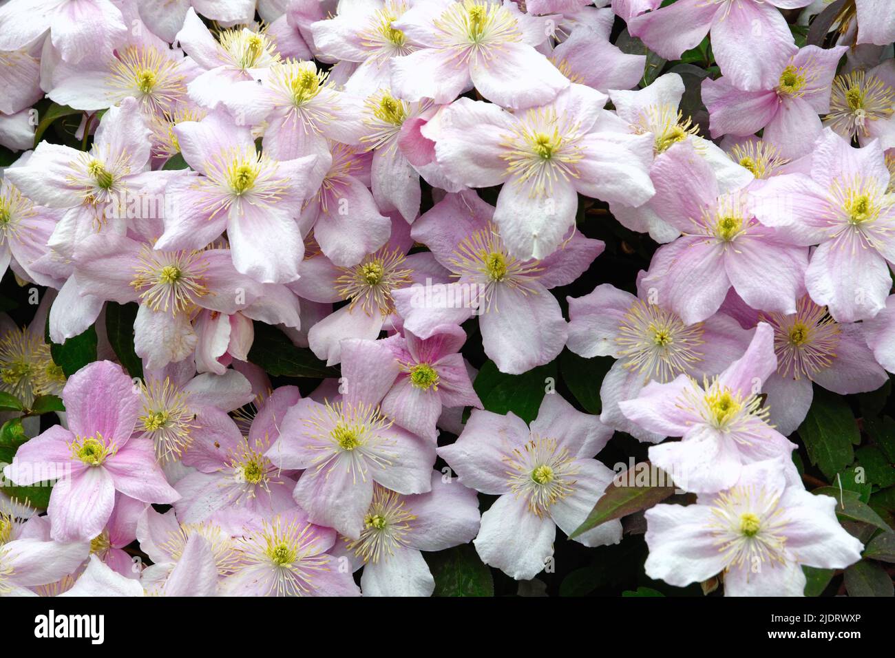 Clematis montana elizabeth hi-res stock photography and images - Alamy