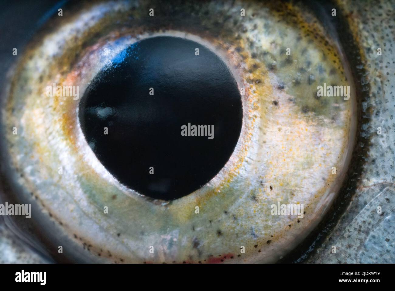 Anatomy of fish. The eye of freshwater river fish. Silver bream (Blicca ...