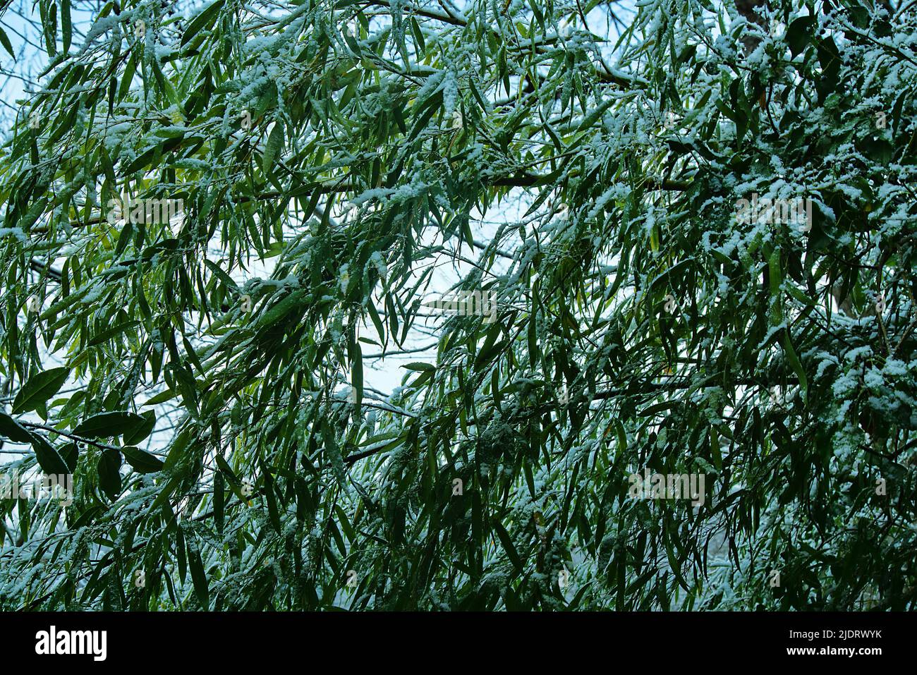 Bamboo in frost hi-res stock photography and images - Alamy