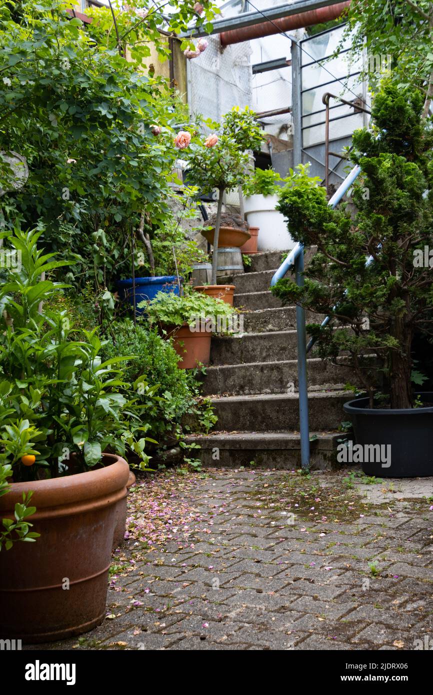 Steps between plants in flower pots Stock Photo - Alamy