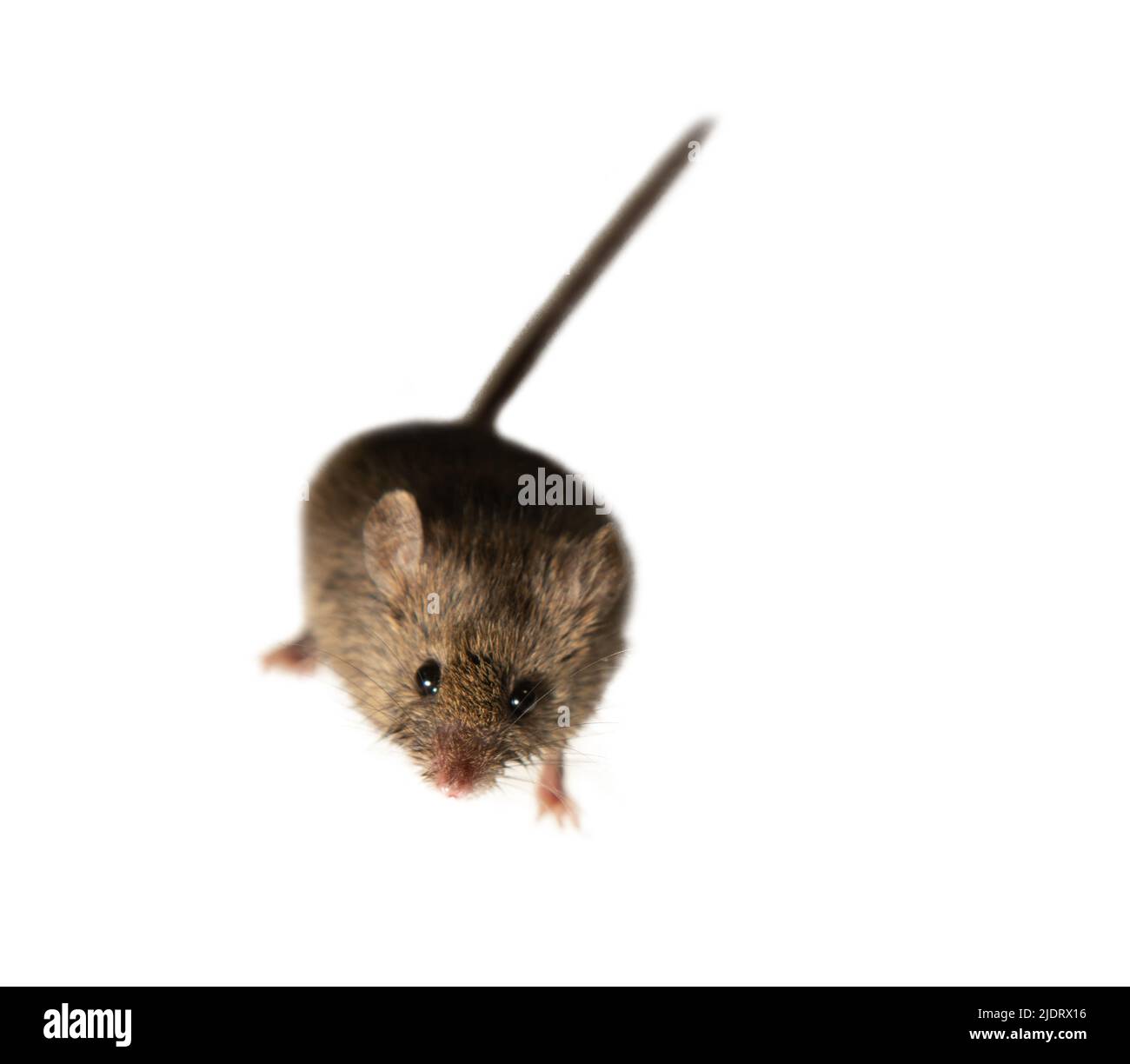 Swiss (house) mice (Mus musculus) constantly accompanies to human ...