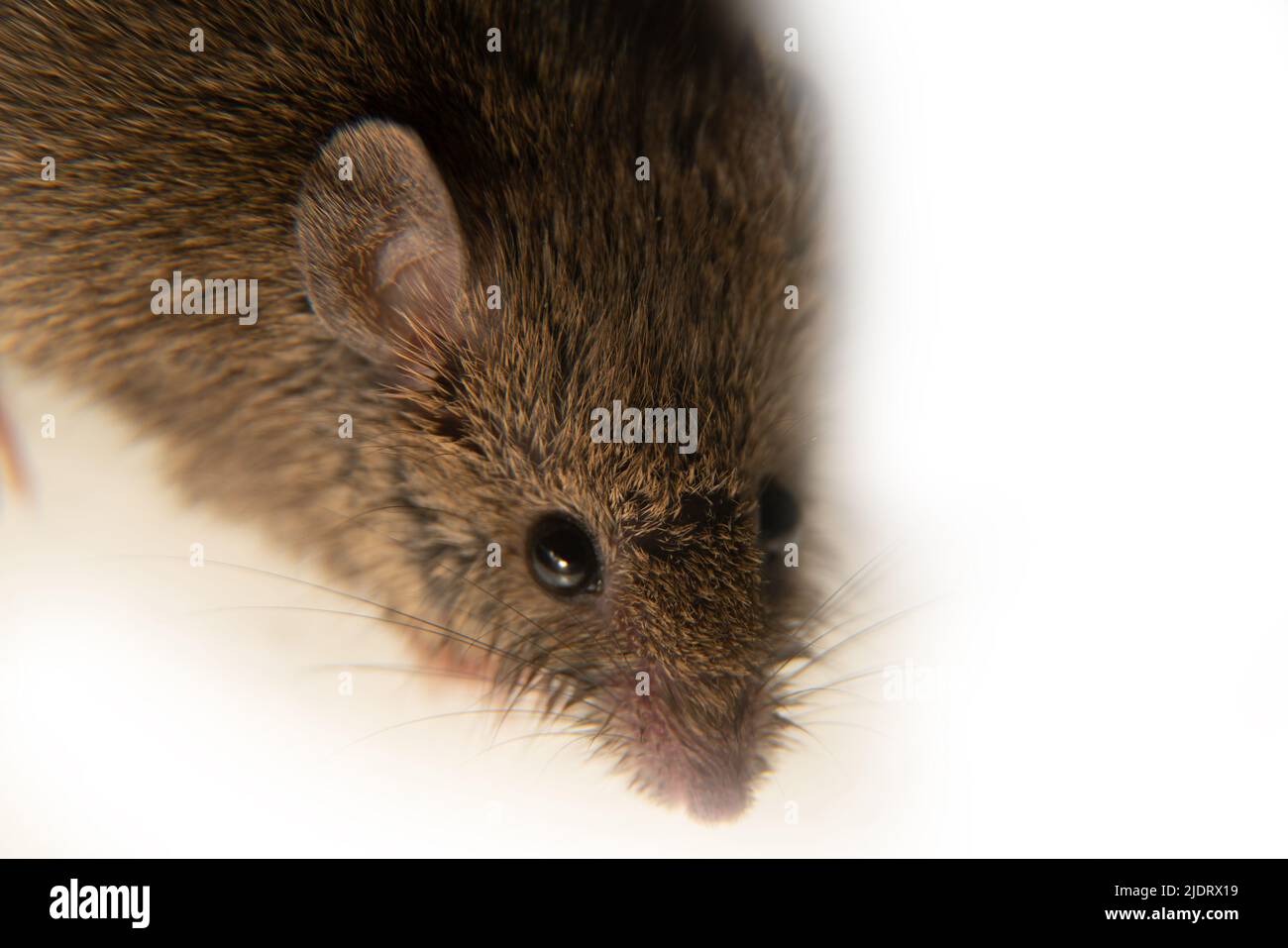 Swiss (house) mice (Mus musculus) constantly accompanies to human ...