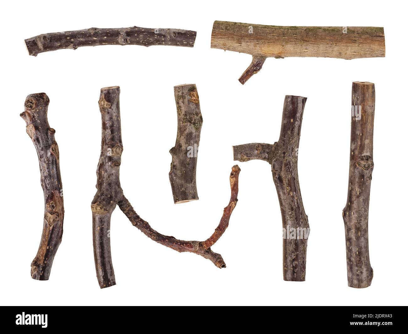 Walnut tree branch set on isolated white background Stock Photo - Alamy