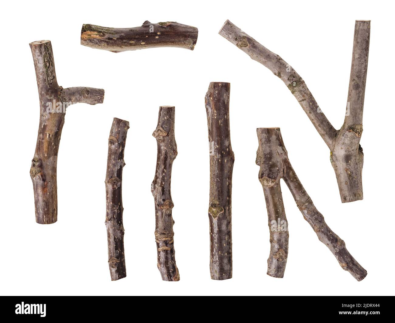 Set of macro dried tree branches isolated on white background Stock ...