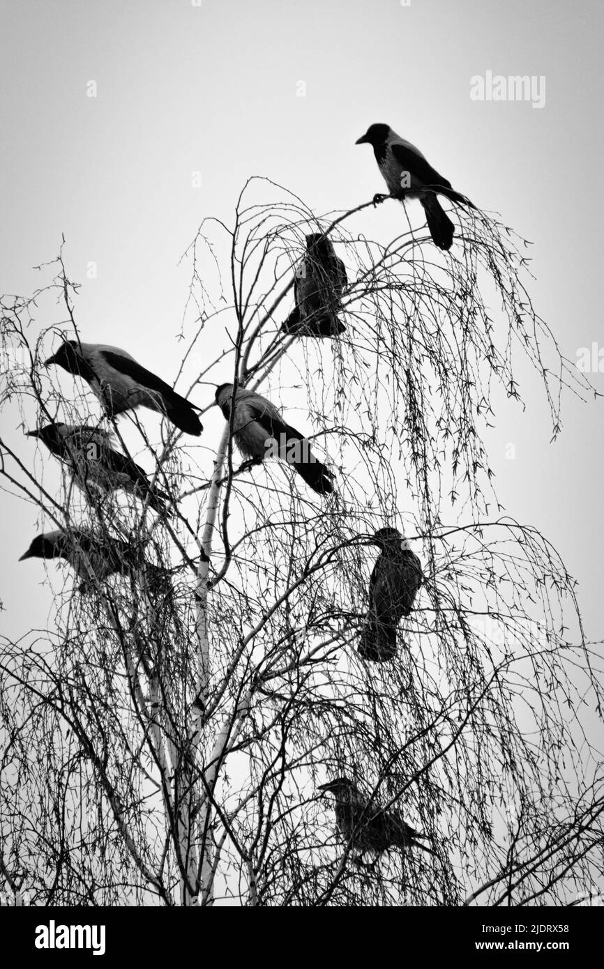 Corbie crow Black and White Stock Photos & Images - Alamy