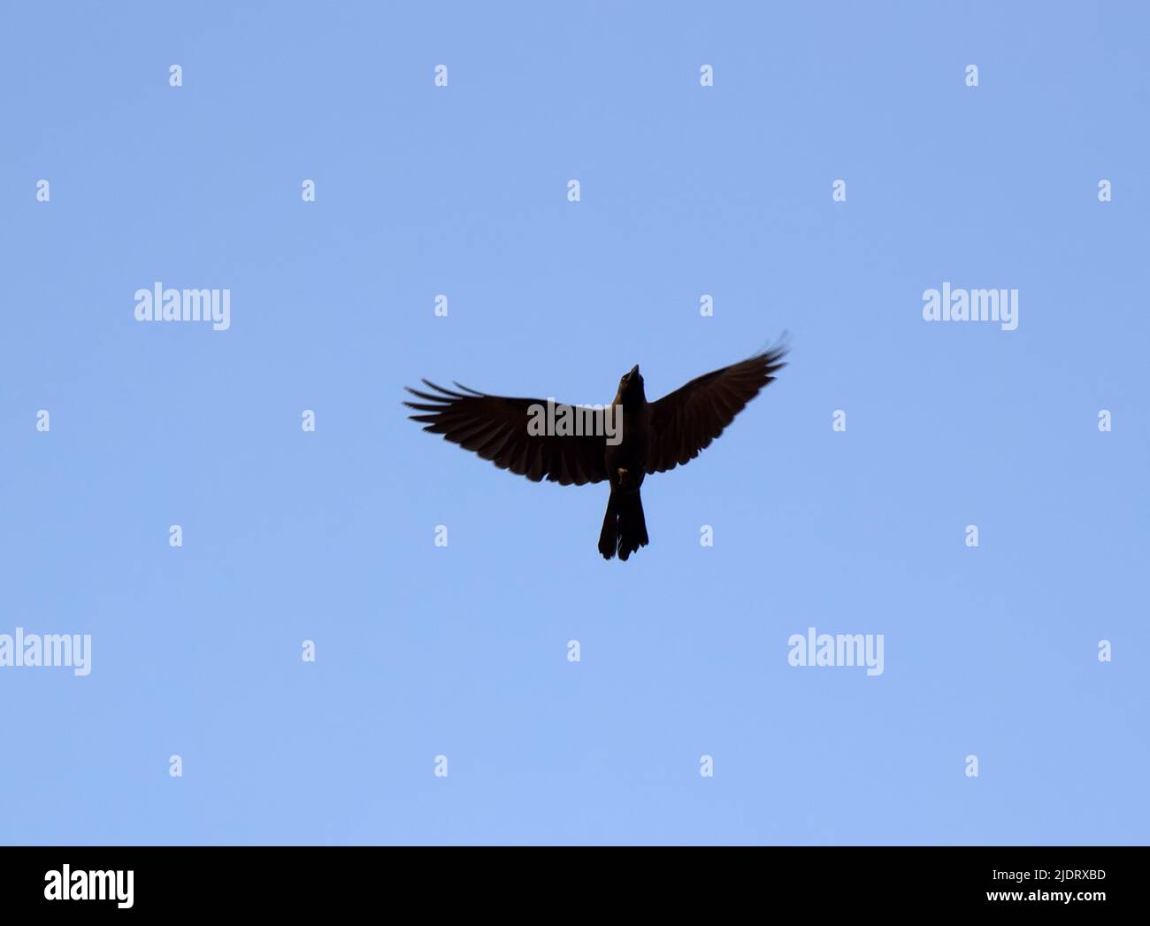 Indian Glossy Black Raven, House crow (Corvus splendens) in cities of ...