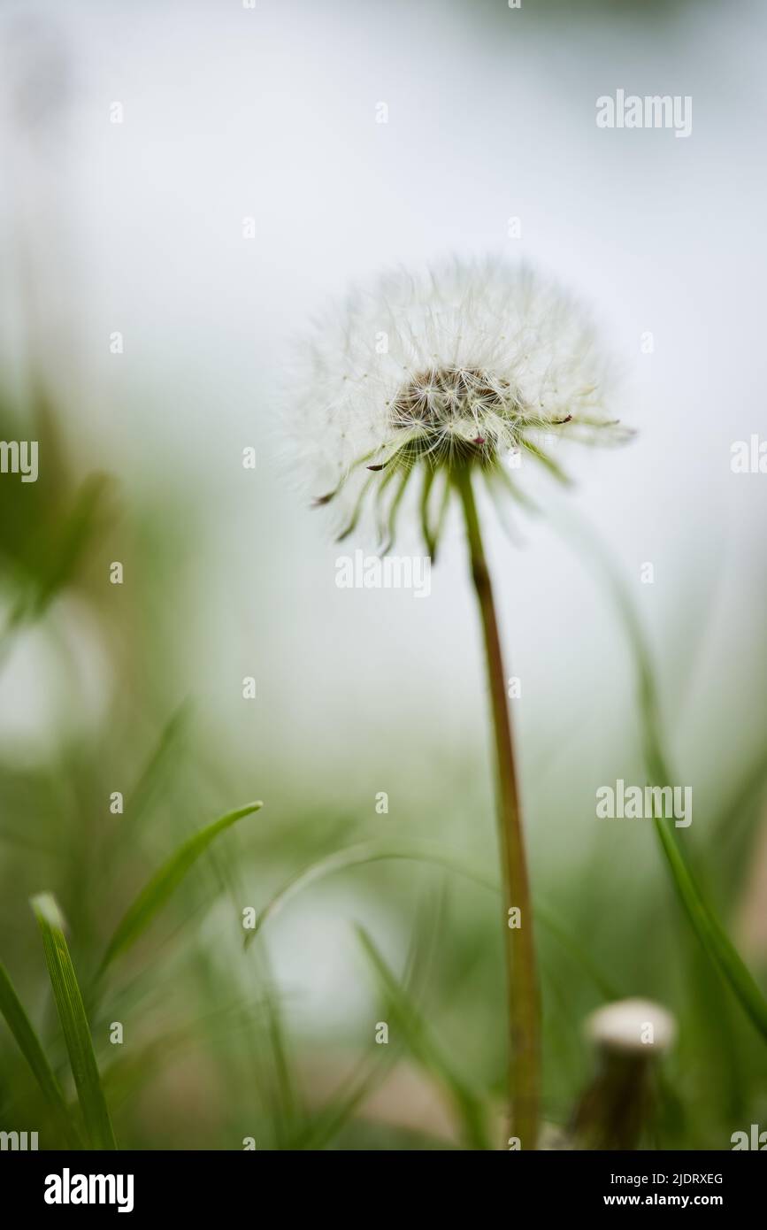 Dandelion with seeds in beautiful nature background Stock Photo - Alamy