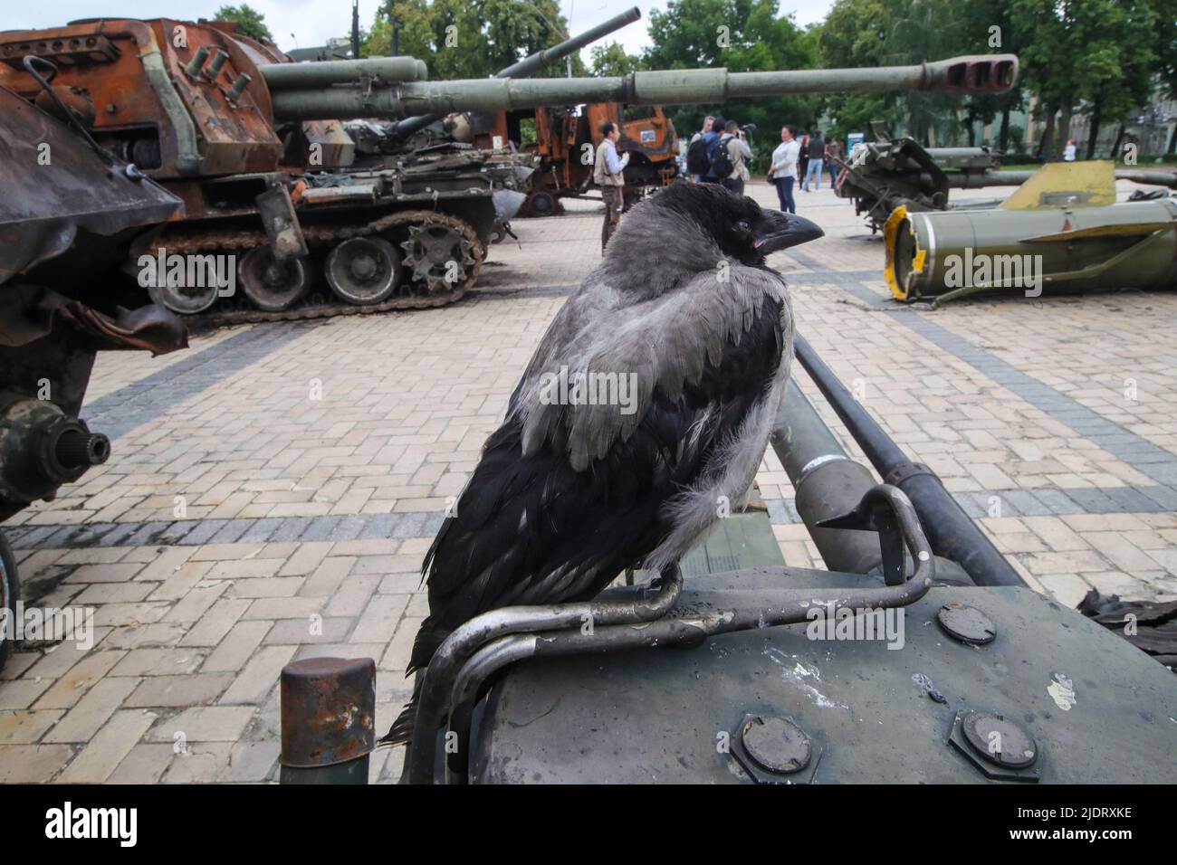 KYIV, UKRAINE - MAY 28, 2022 - A crow is perched on one of the ...