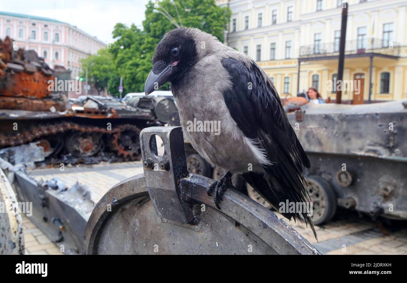 Square crow hi-res stock photography and images - Alamy
