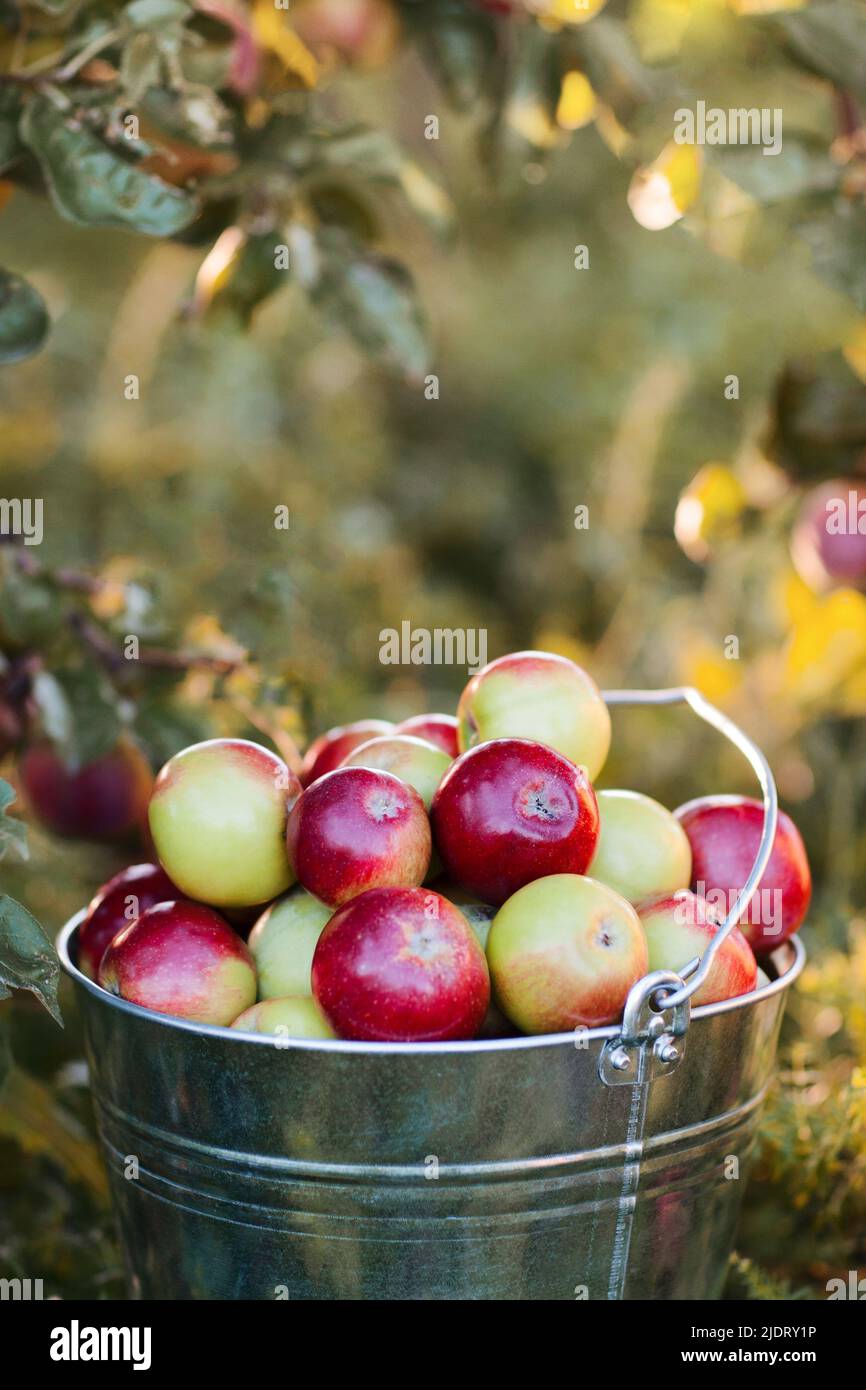 bucket full of ripe apples in sunset Stock Photo - Alamy