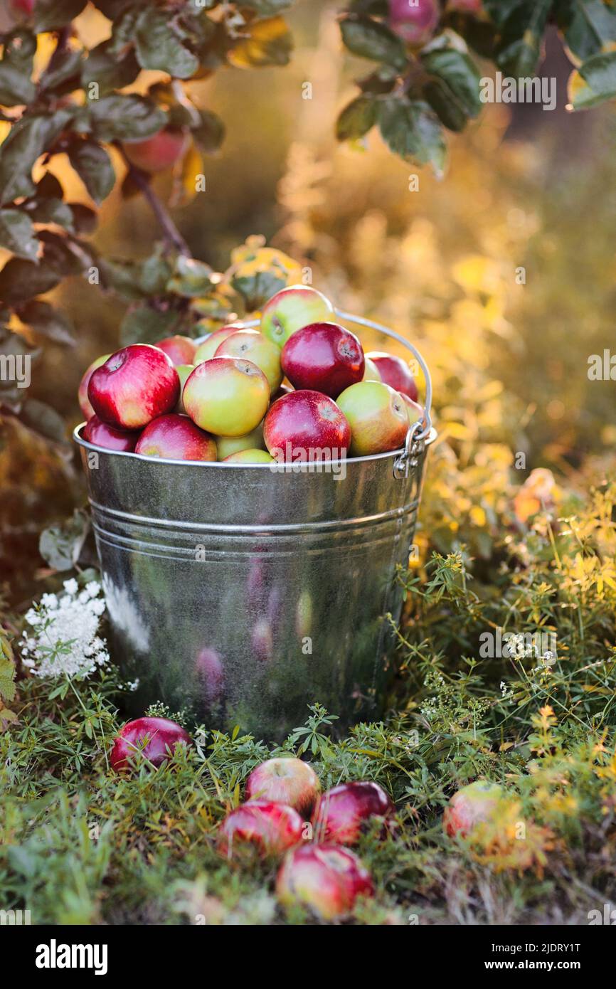 bucket full of ripe apples in sunset Stock Photo - Alamy