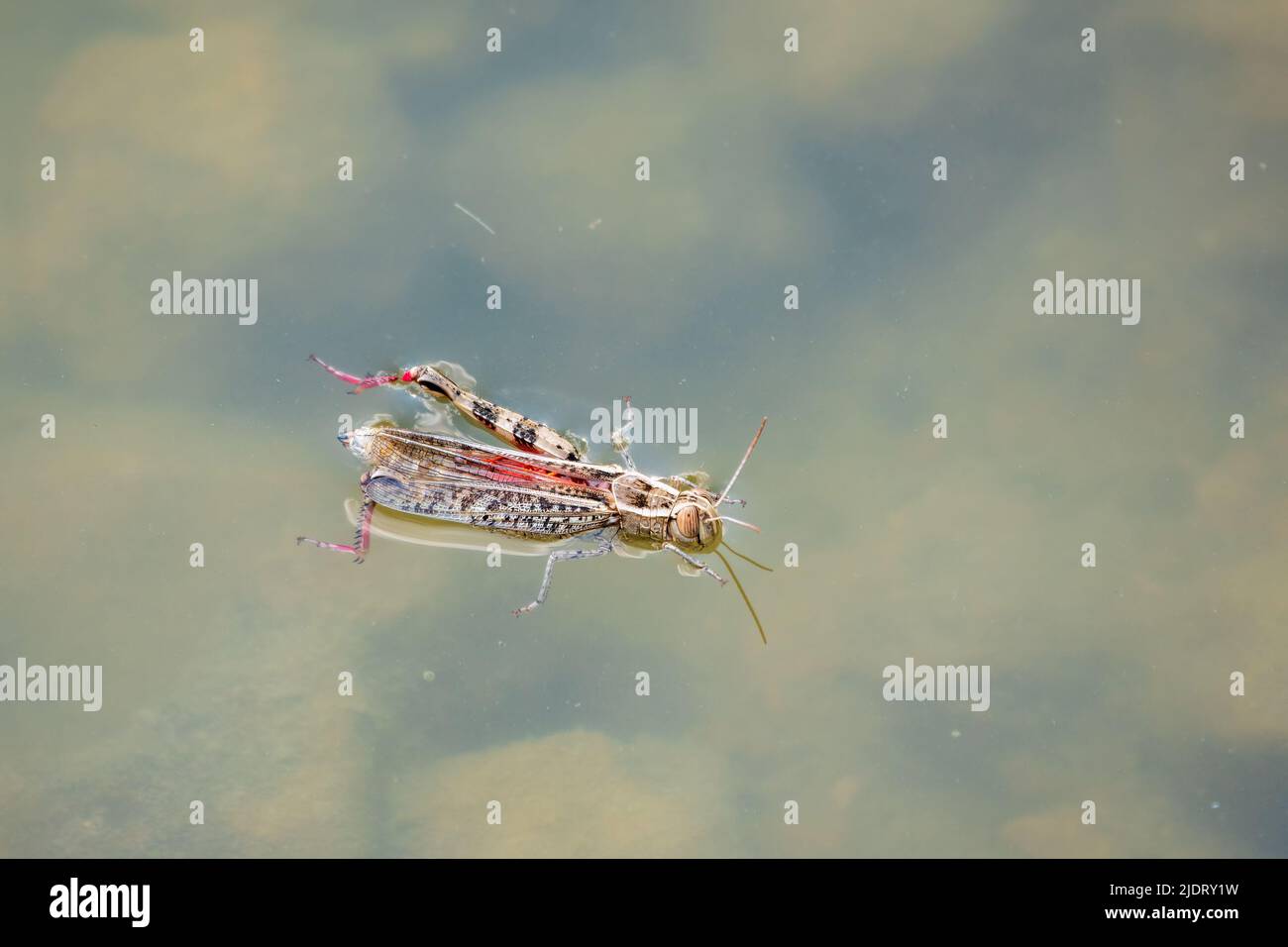 A large brown migratory locust, Locusta migratoria, fell into the water ...