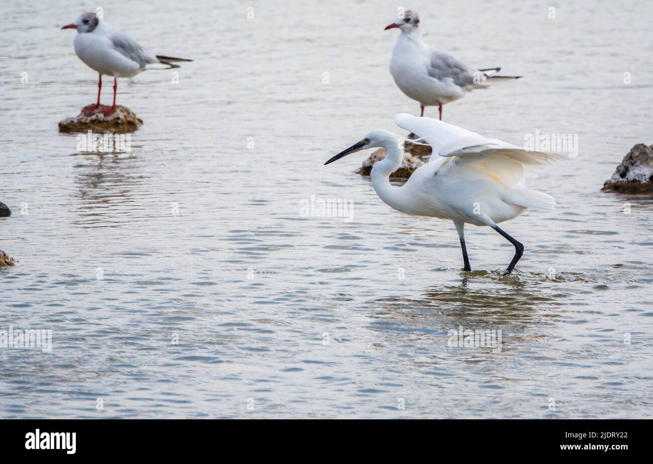 The small white heron or Little egret stands in the lake. Small White ...