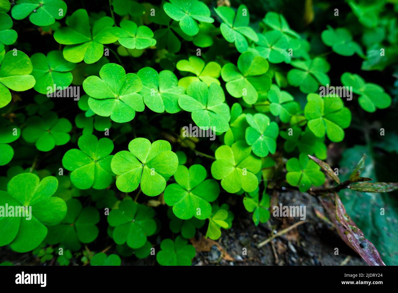 A close up shot of three leaf clover in an Indian field Stock Photo - Alamy