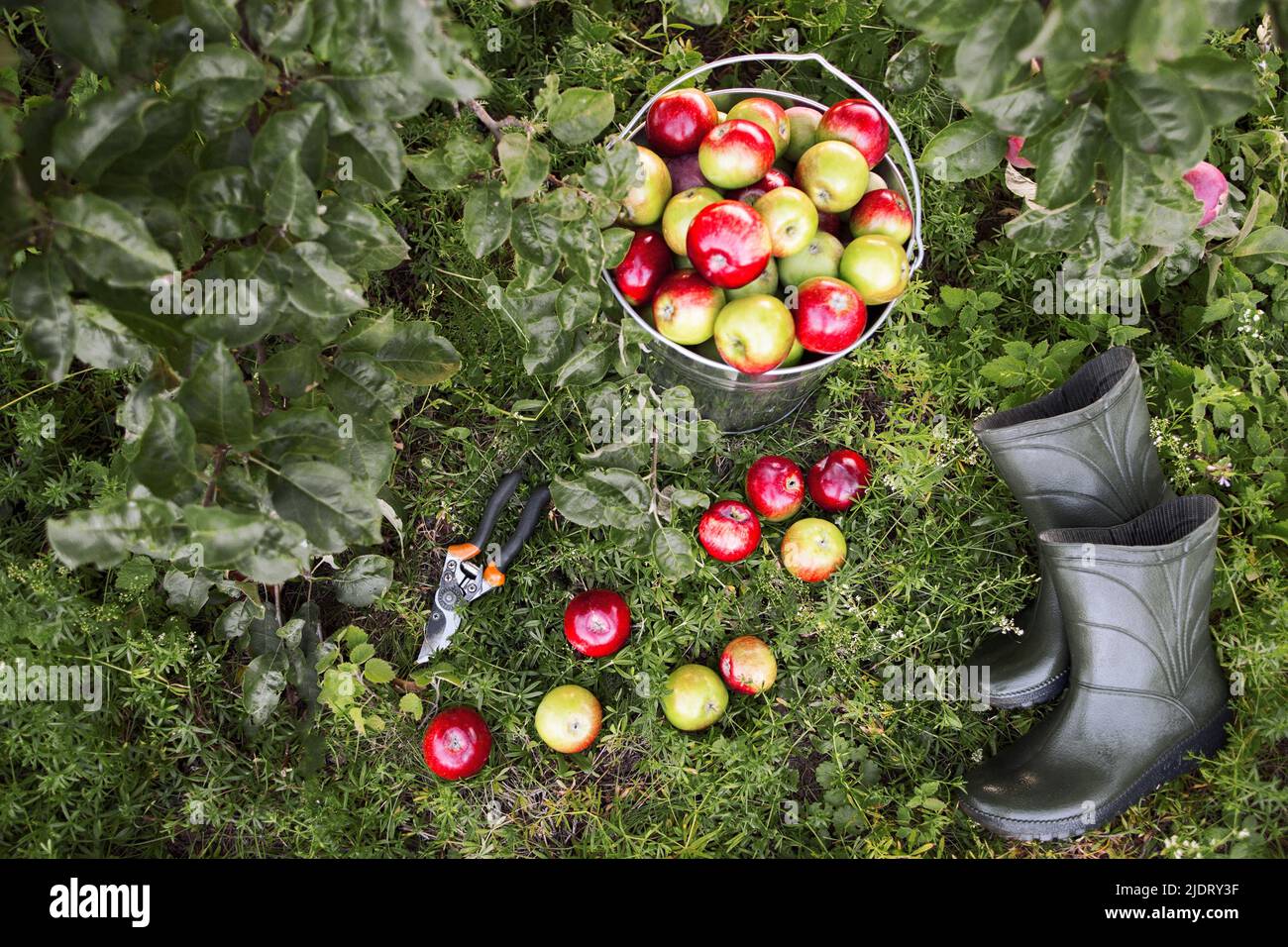 Gardener tools and apple harvest Stock Photo - Alamy