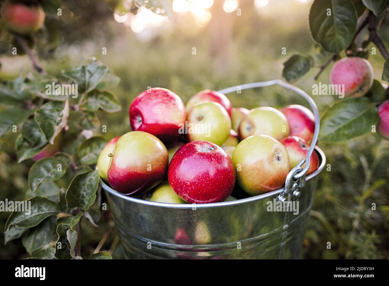 bucket full of ripe apples in sunset Stock Photo - Alamy