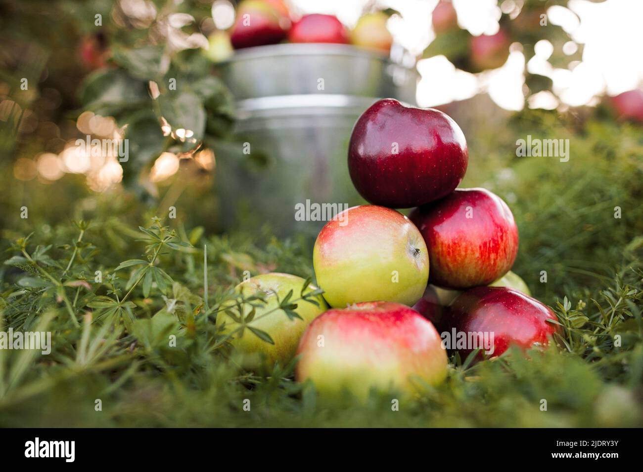 bucket full of ripe apples on grass Stock Photo - Alamy