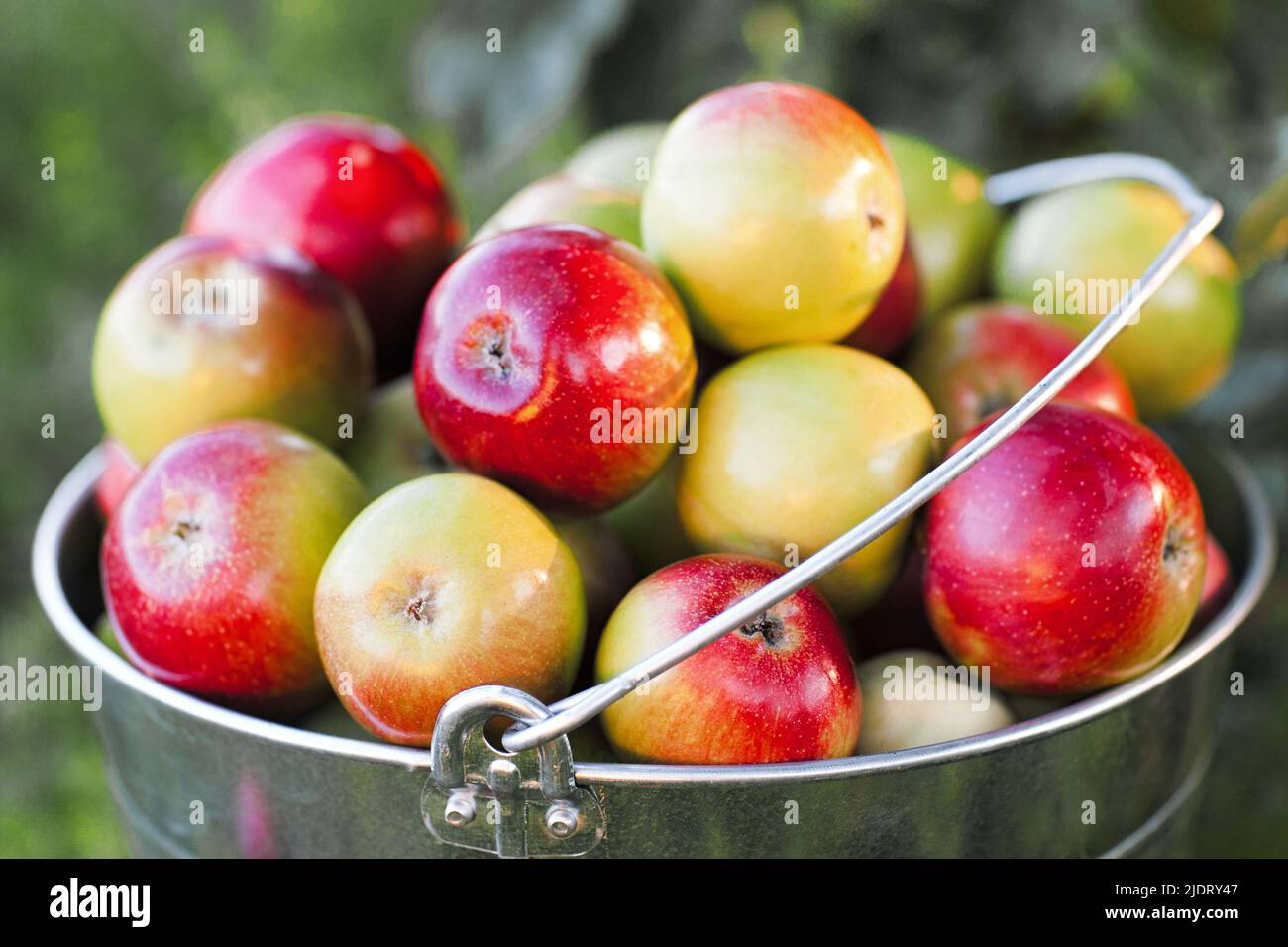bucket full of ripe colorful apples Stock Photo - Alamy