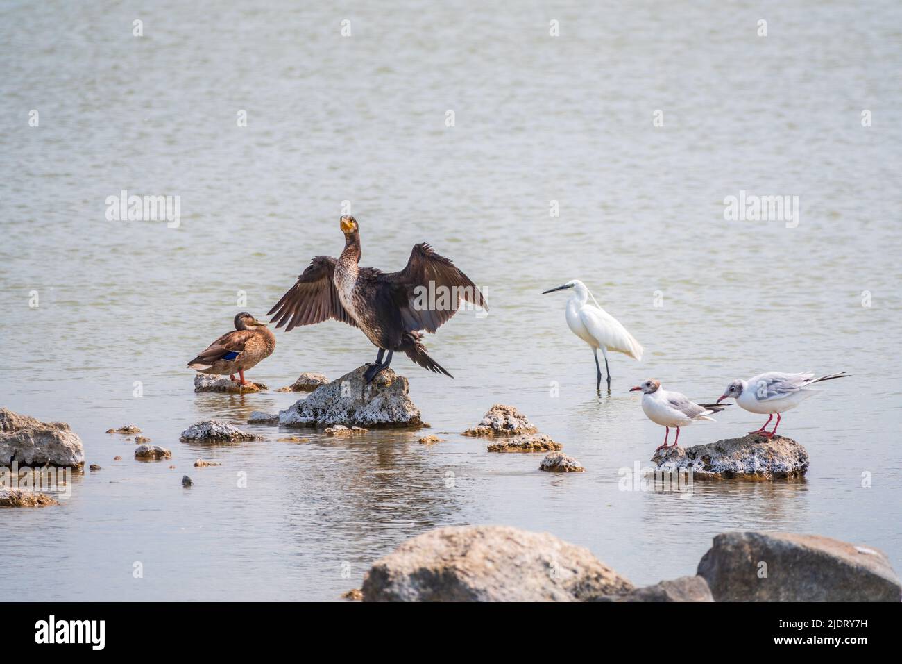 Small white heron, or Little egret, Egretta garzetta, and Great ...