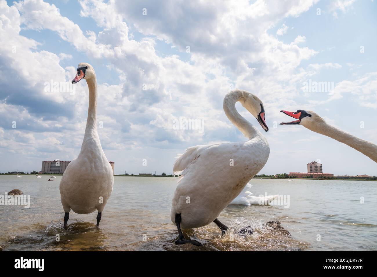 Two adult Mute Swan fighting , chasing each other in the water. One ...