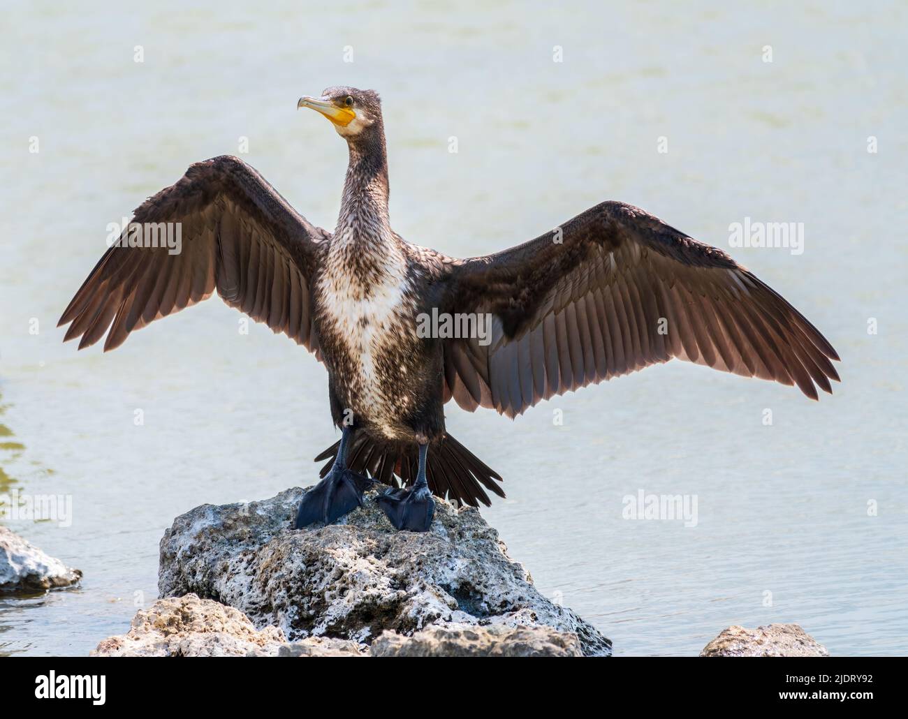 Great cormorant, Phalacrocorax carbo, sits on stone and dries its wings ...