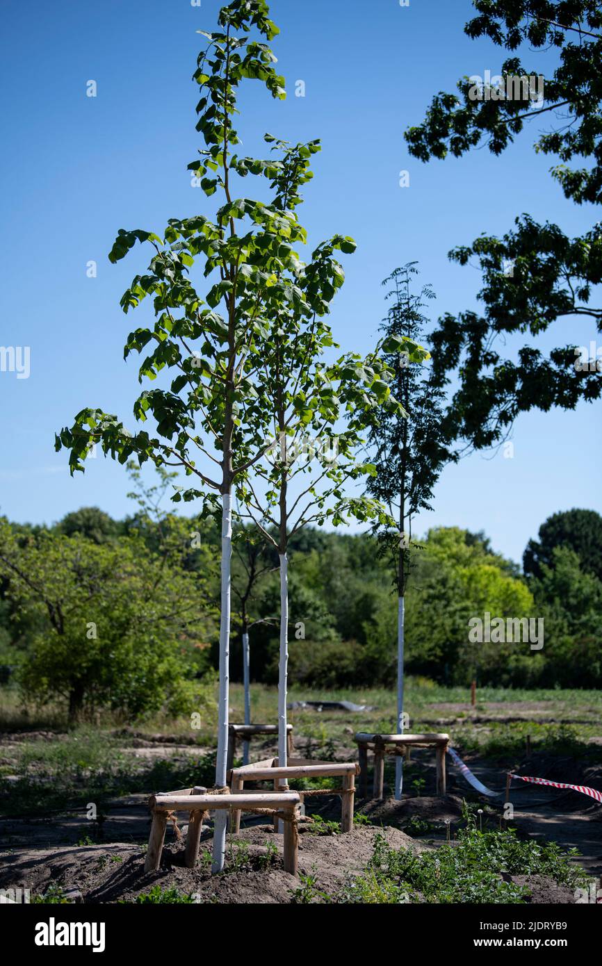 23 June 2022, Berlin: Freshly planted trees stand in the Urban Forest ...