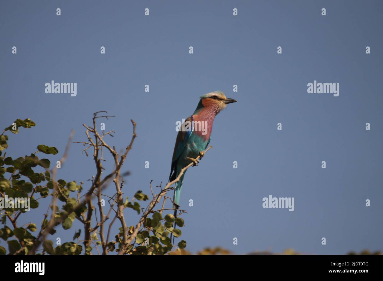 Beauty Of Birds Stock Photo - Alamy