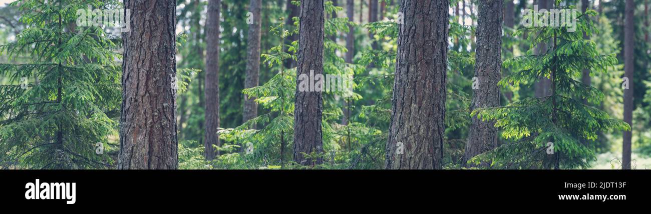 Panoramic view of the coniferous forest in spring in the evening Stock ...