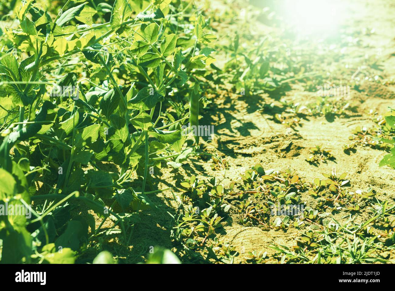 Pea crop field lush green hi-res stock photography and images - Alamy