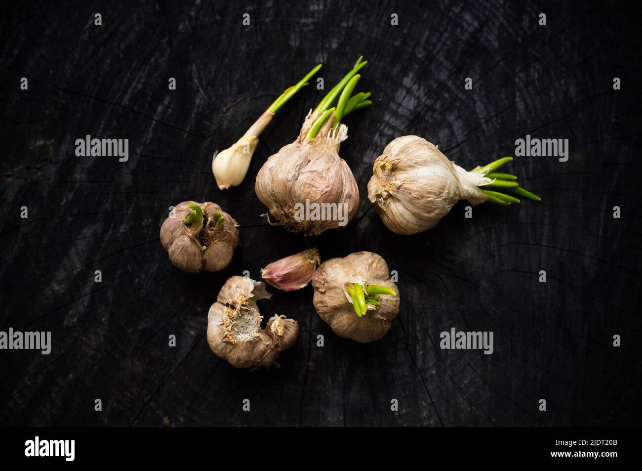 Garlic bulb fresh grow green hi-res stock photography and images - Alamy