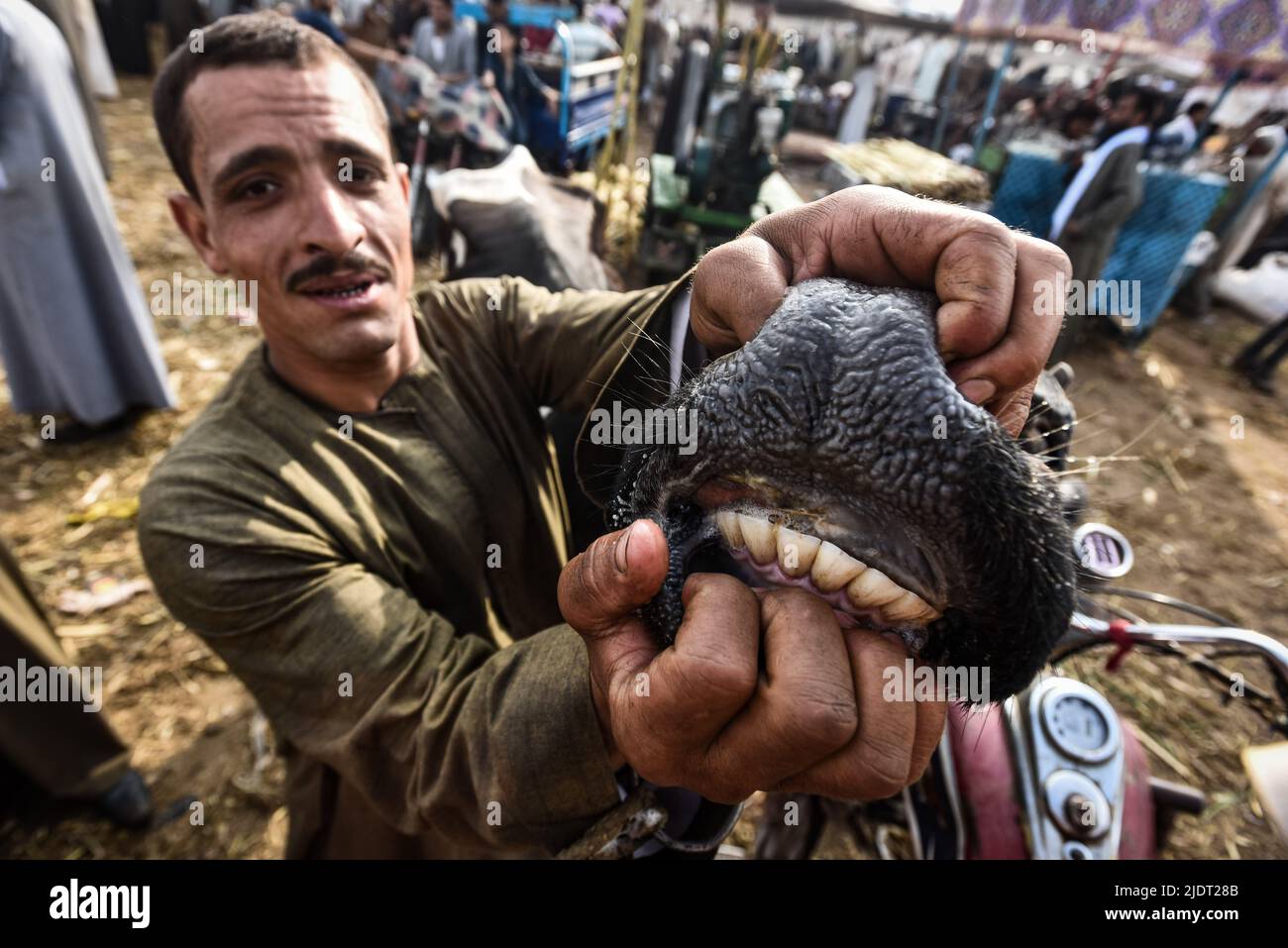 Giza, Egypt. 23rd June, 2022. A man shows the teeth of a calf at Al ...