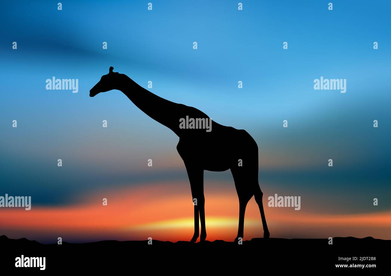 Giraffe in the savanna sunset. Safari illustration Stock Photo - Alamy