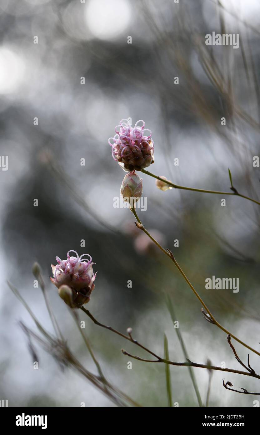 Delicate pink flowers and bracts of the Australian native spider flower ...