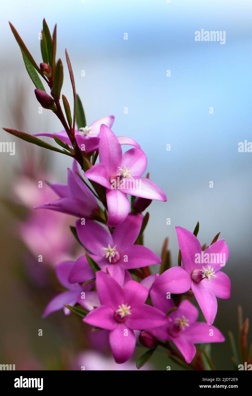 Crowea exalata hi-res stock photography and images - Alamy